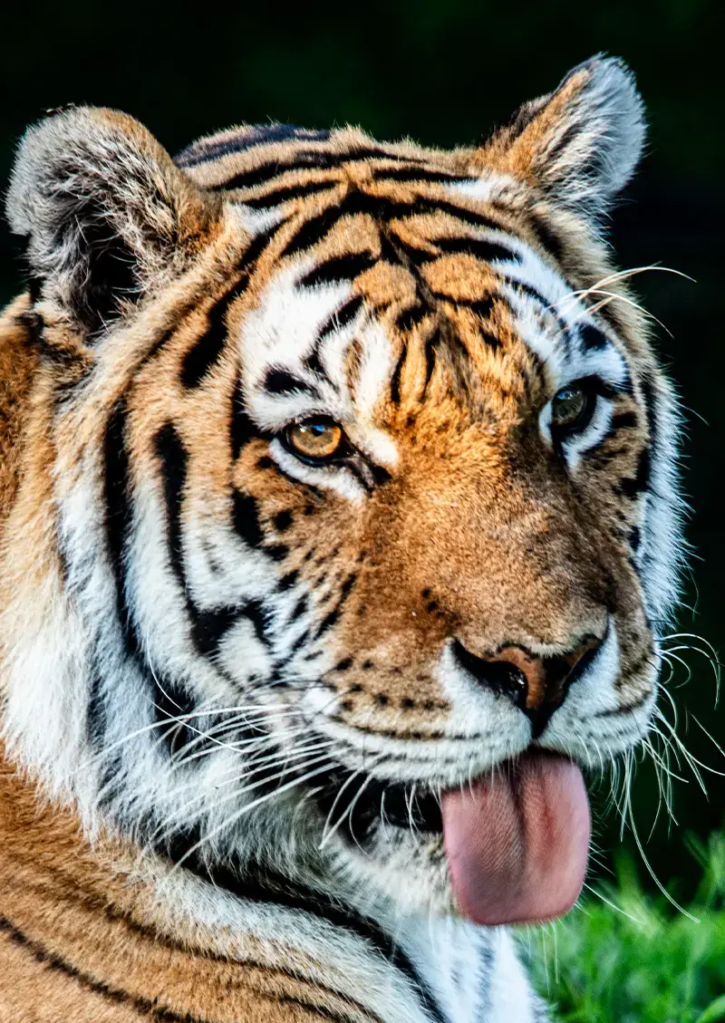 Toronto Zoo | 50 Years