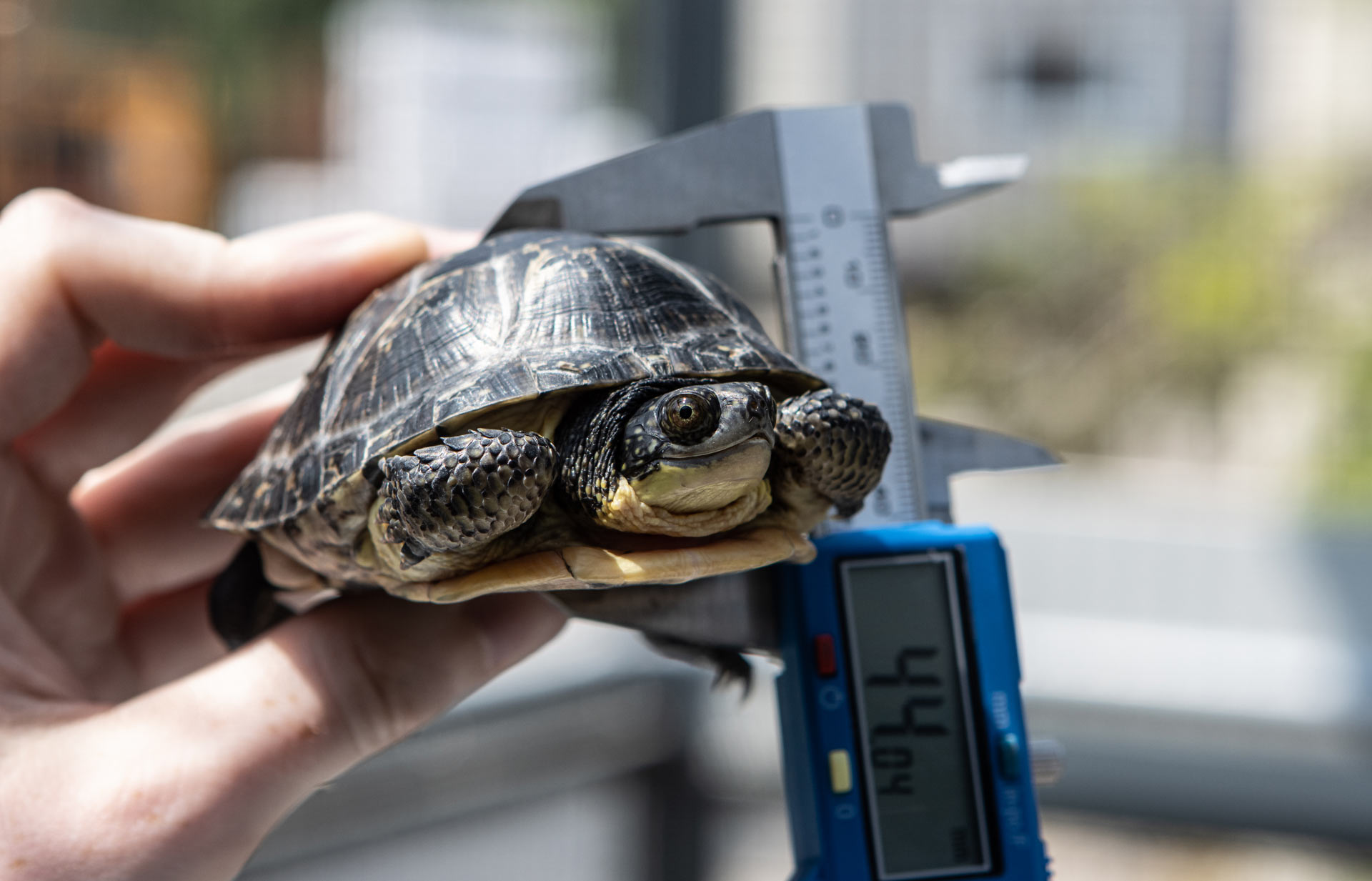 Toronto Zoo | Adopt A Pond - HeadStart