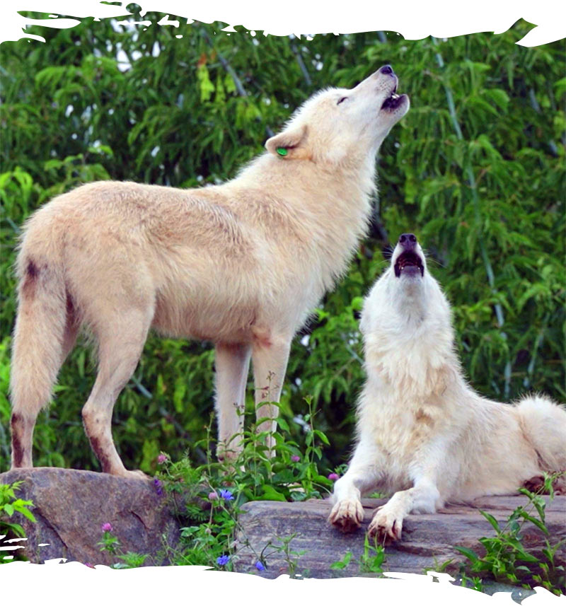 Baby Wolves Howling At Night