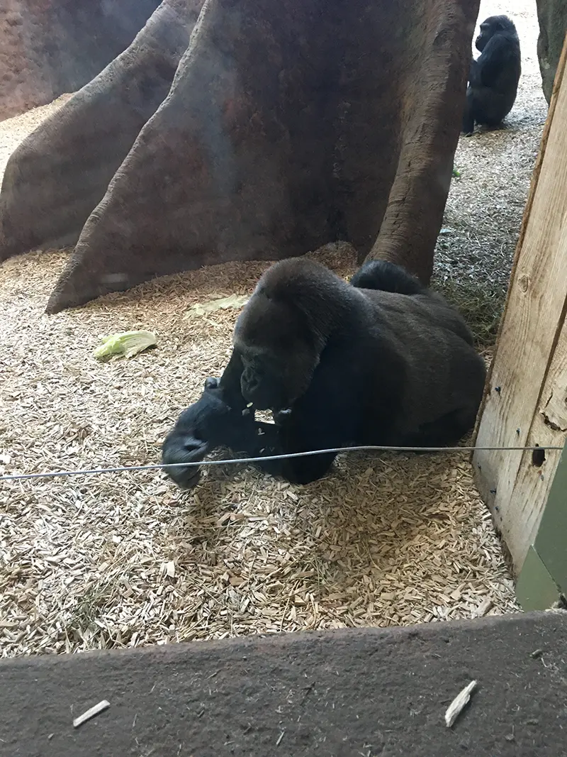 Toronto Zoo | Charles