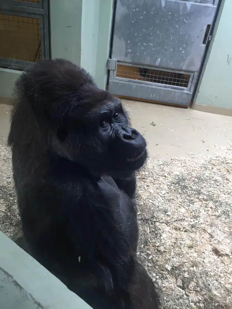Toronto Zoo | Charles