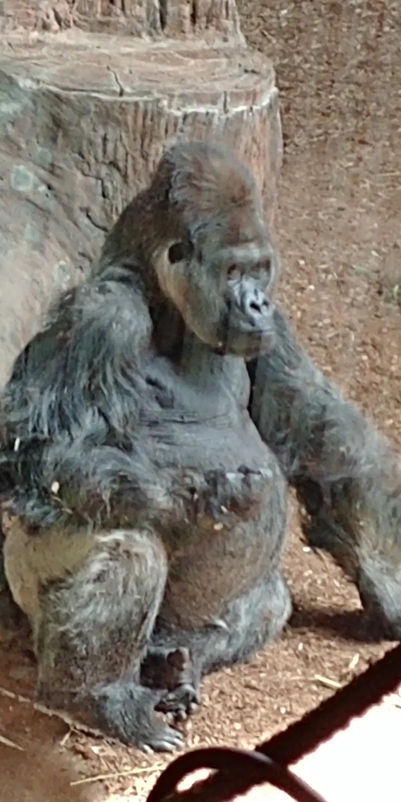 Toronto Zoo | Charles