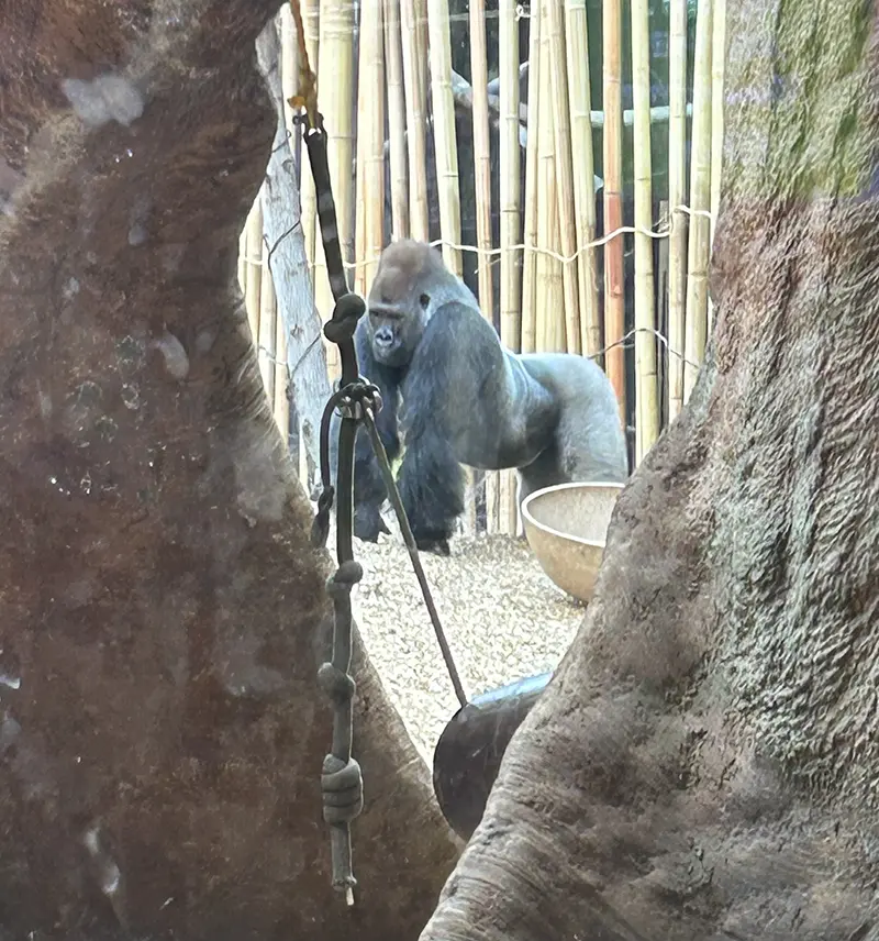 Toronto Zoo | Charles
