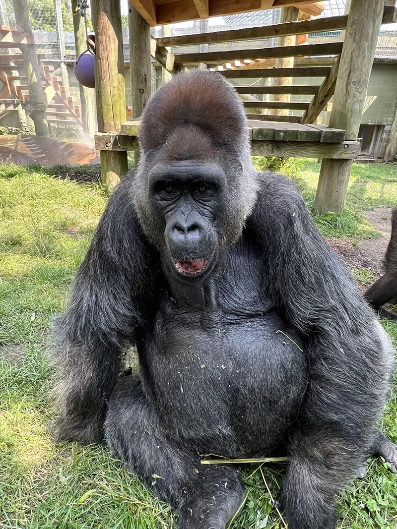 Toronto Zoo | Charles