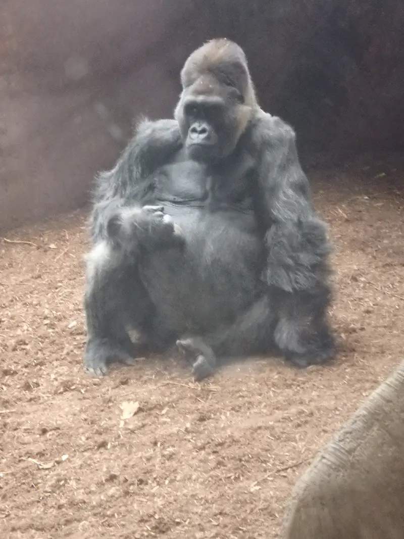 Toronto Zoo | Charles