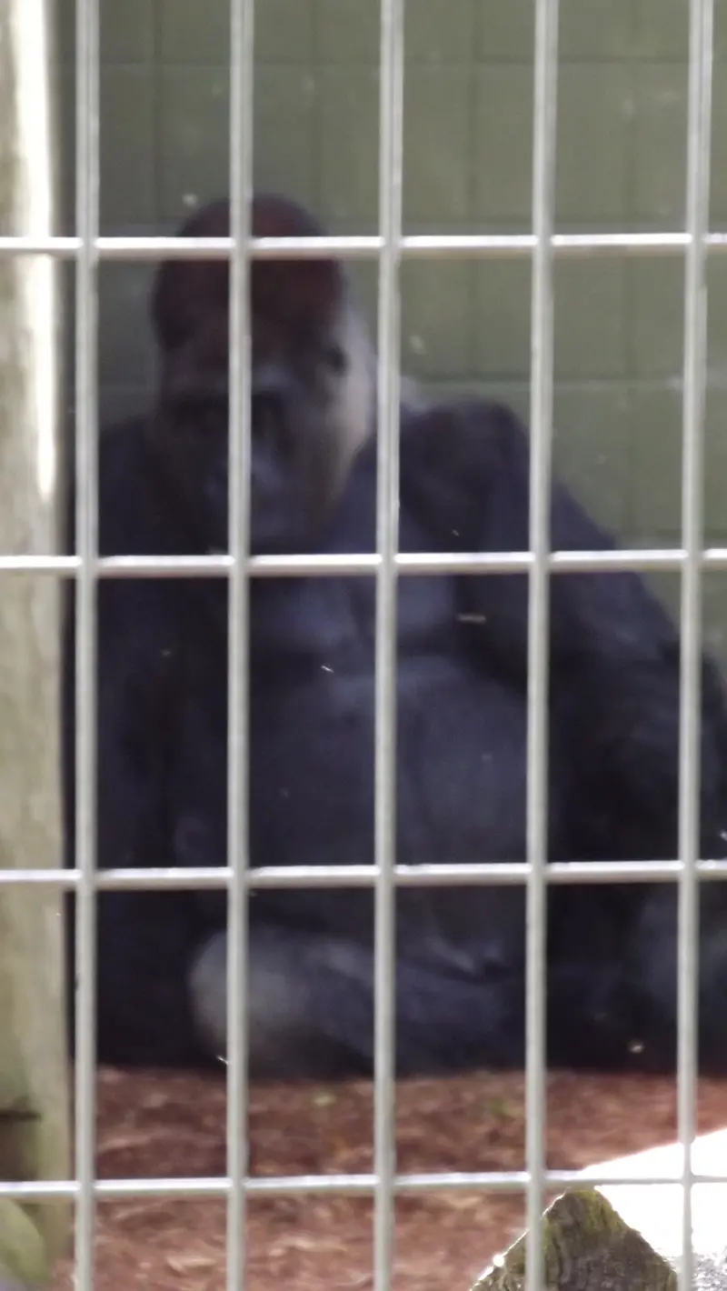Toronto Zoo | Charles