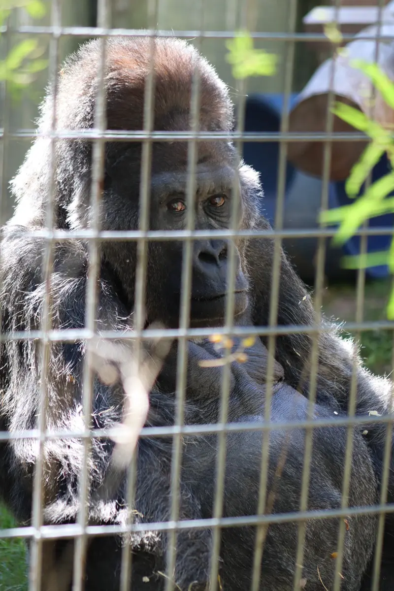 Toronto Zoo | Charles