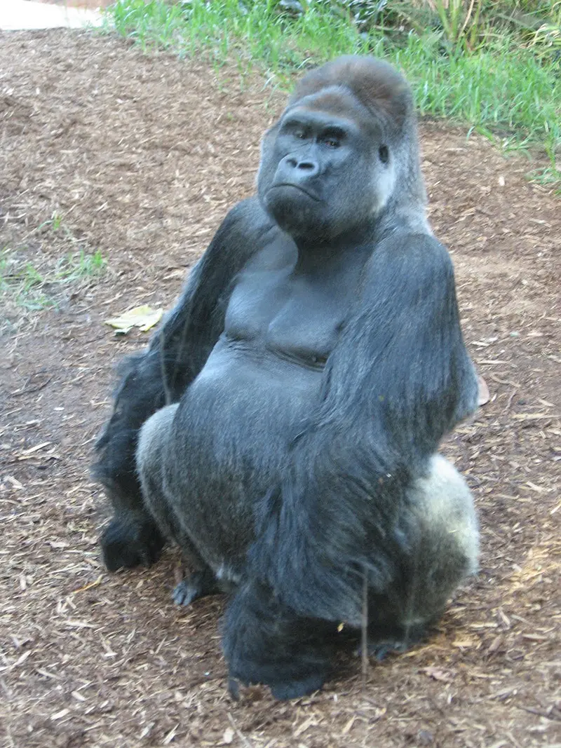Toronto Zoo | Charles