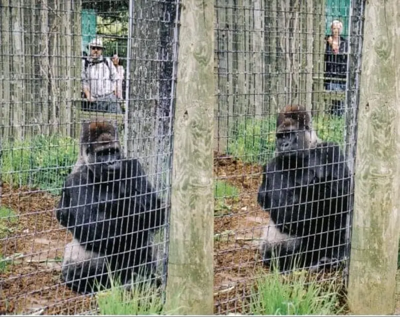 Toronto Zoo | Charles