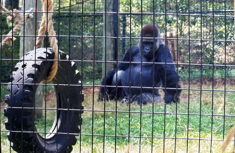 Toronto Zoo | Charles