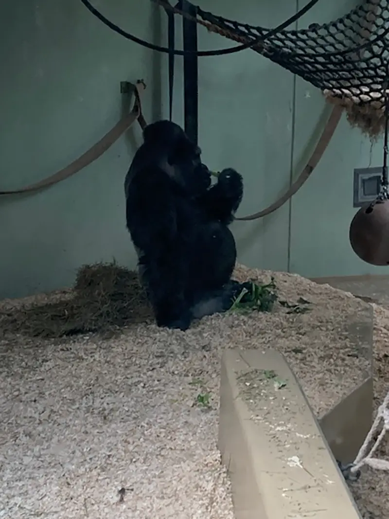 Toronto Zoo | Charles