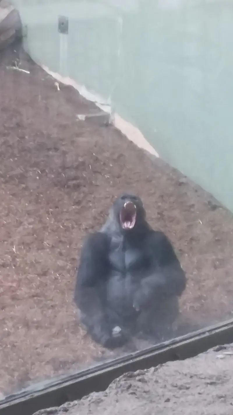 Toronto Zoo | Charles