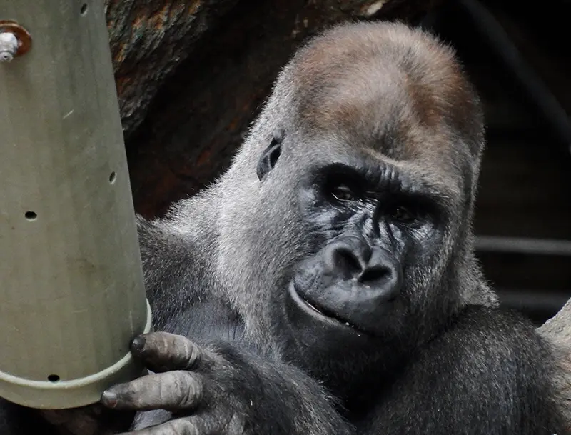 Toronto Zoo | Charles