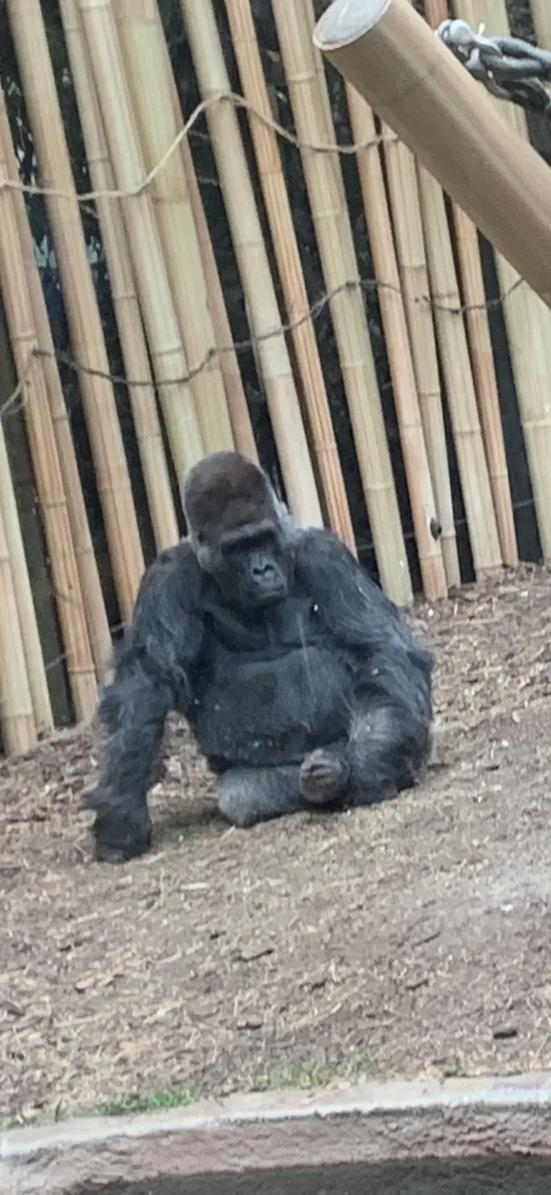 Toronto Zoo | Charles