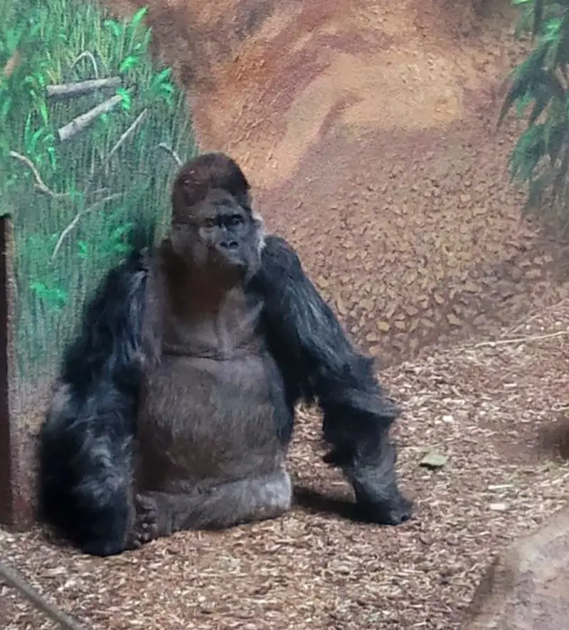 Toronto Zoo | Charles