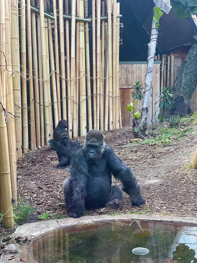 Toronto Zoo | Charles
