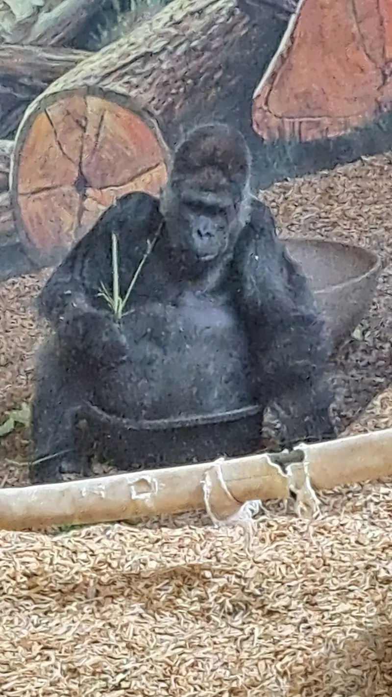Toronto Zoo | Charles