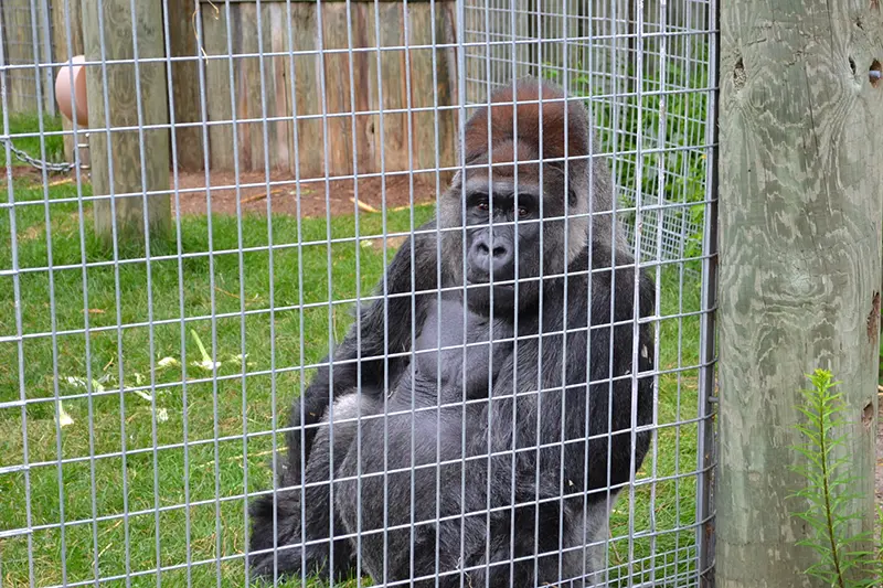Toronto Zoo | Charles