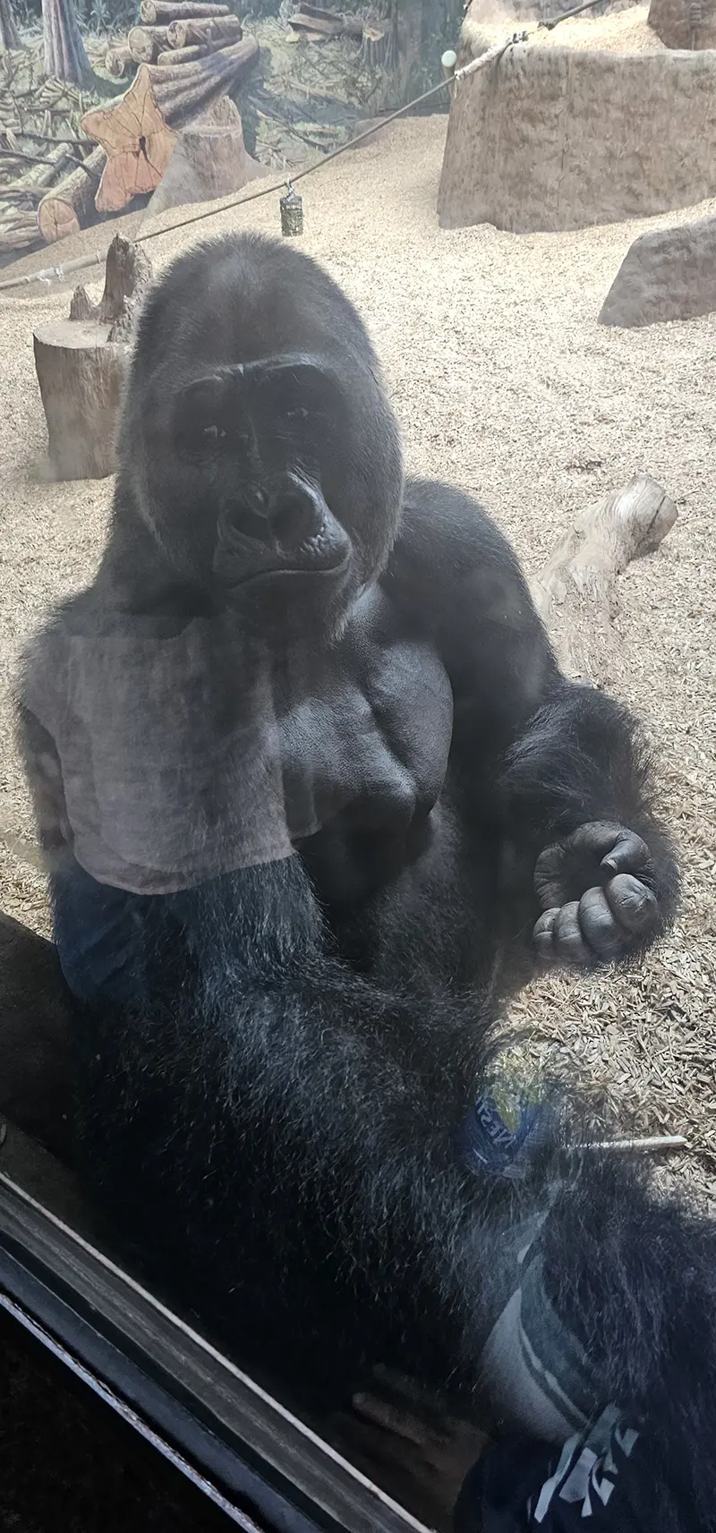 Toronto Zoo | Charles