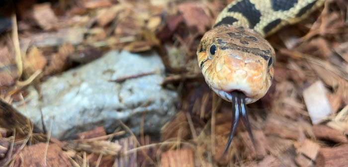 Toronto Zoo | Wild Encounter