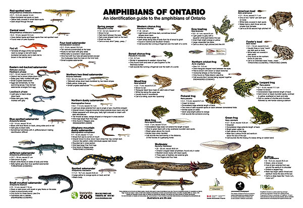 Toronto Zoo | Adopt A Pond | Resources