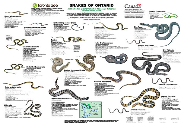 Pa Snake Identification Chart