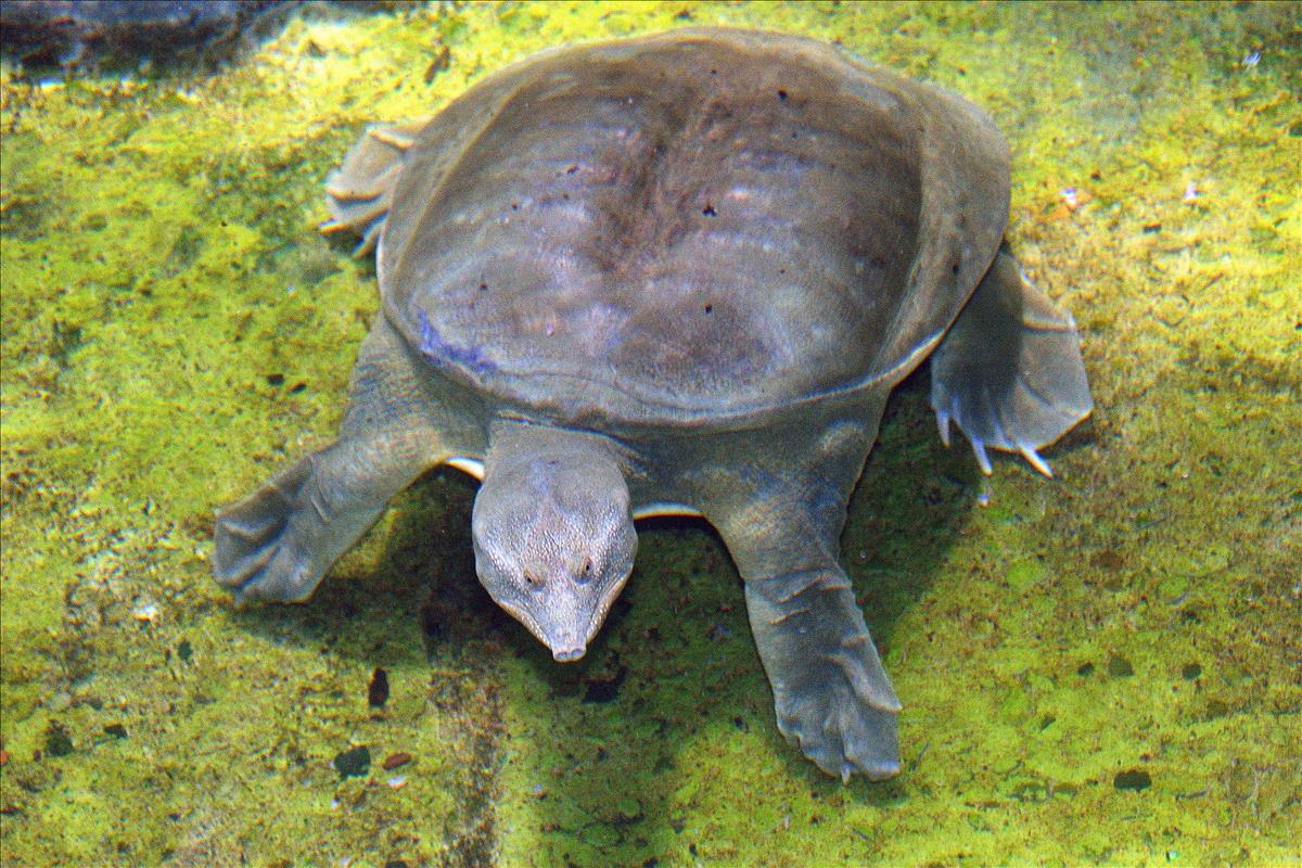 Toronto Zoo | Animals