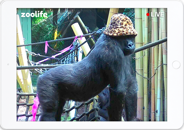 Enjoy 1-week of exclusive access to zoolife! Take control of the camera ...